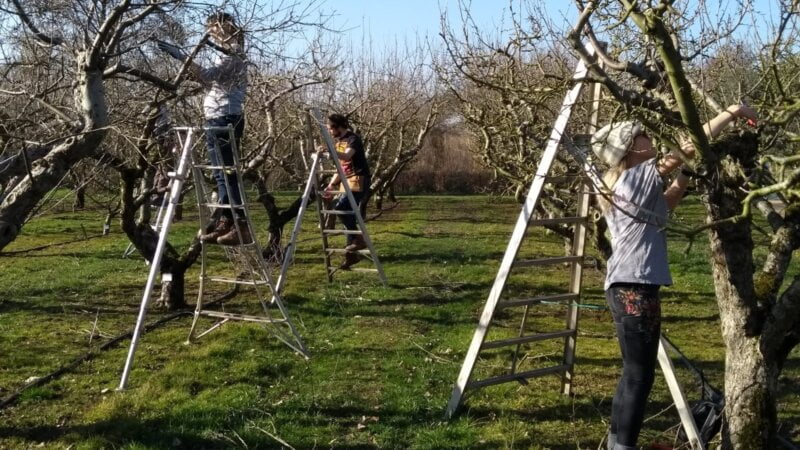 The Orchard Project - GARDENSynergy
